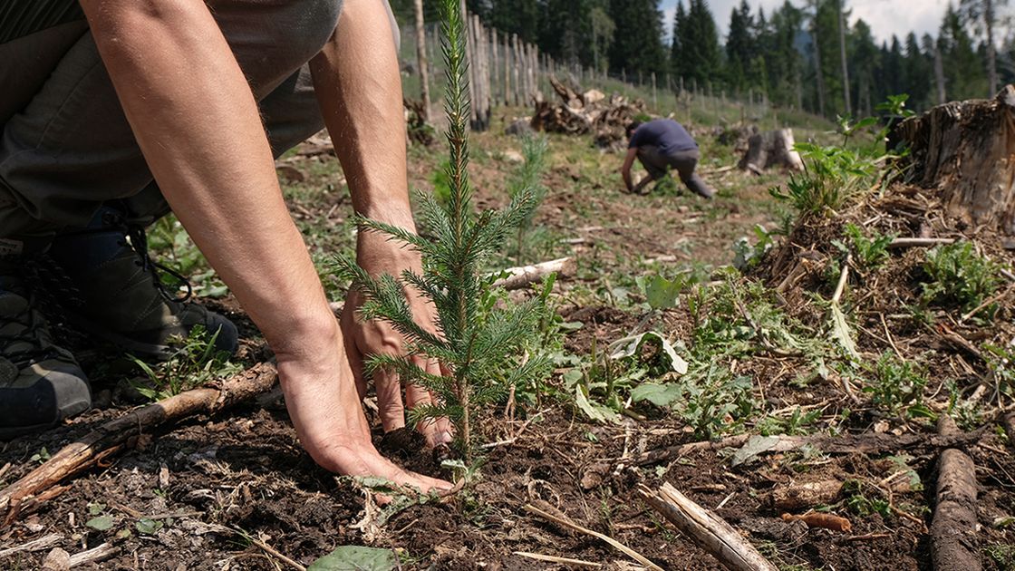 Dolomite X Trentino Tree Agreement | Dolomite